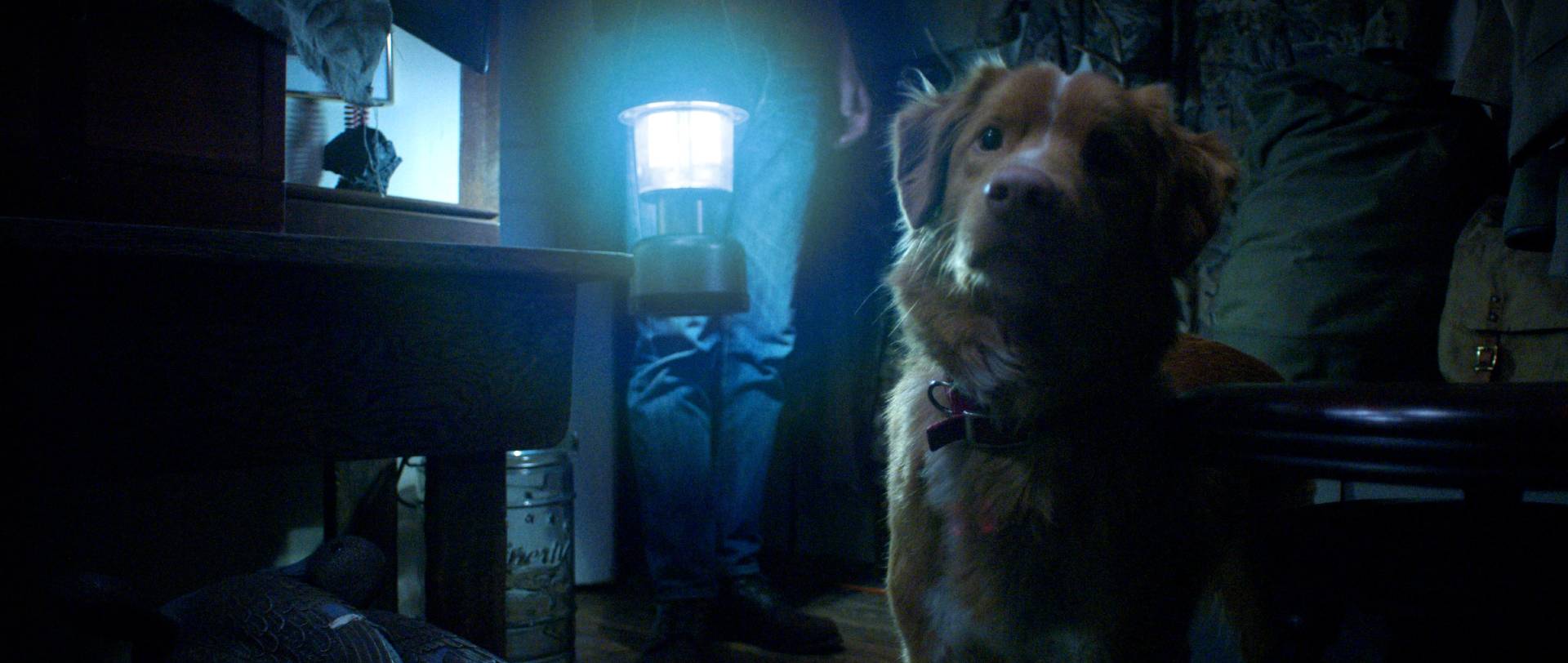 Good Boy Showtimes & Tickets | Forest Cinema